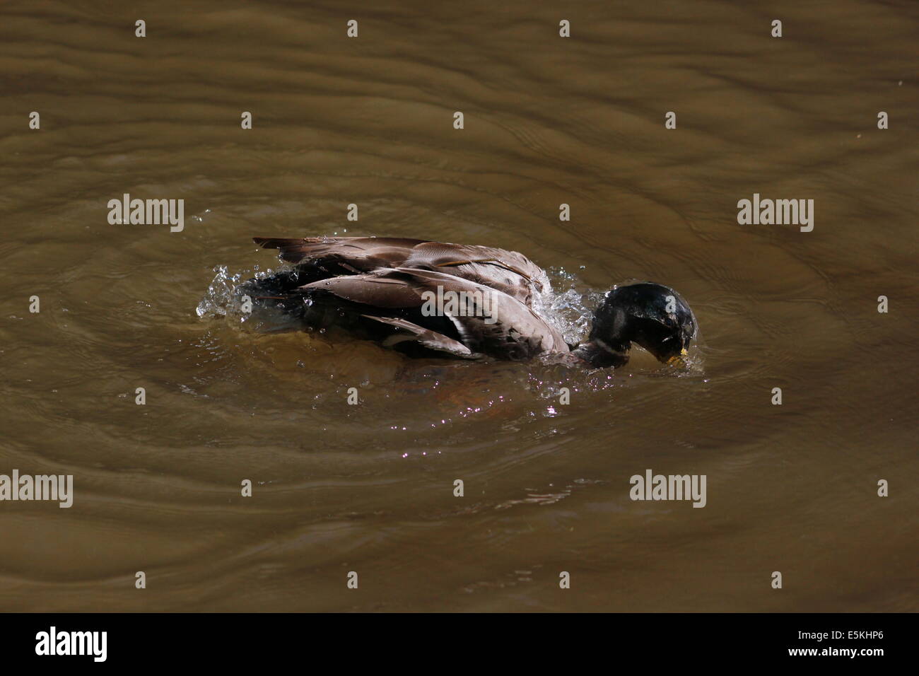 Mallard duck diving hi-res stock photography and images - Alamy