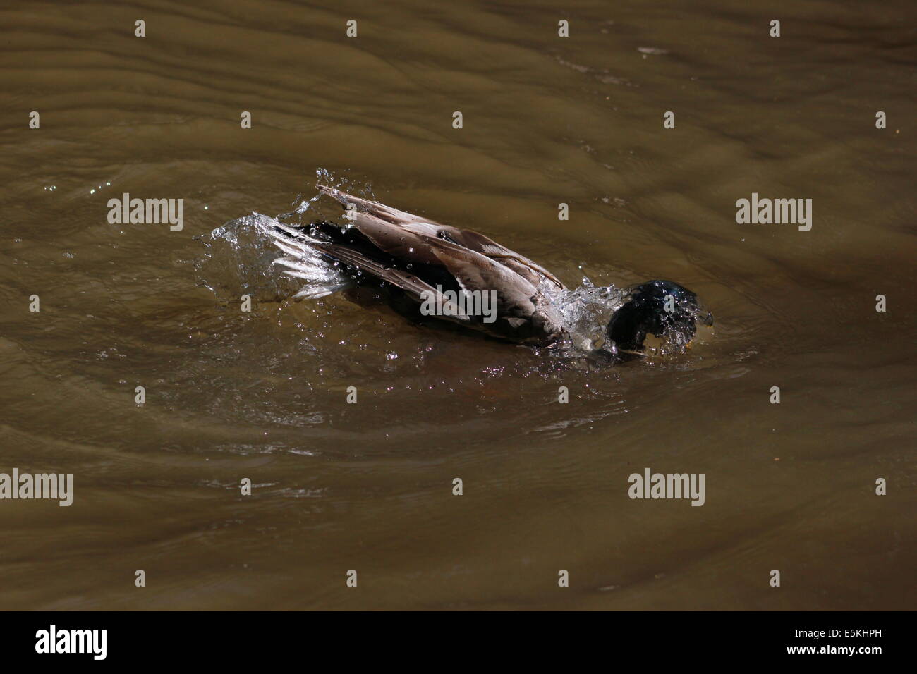 Duck diving in canal hi-res stock photography and images - Alamy