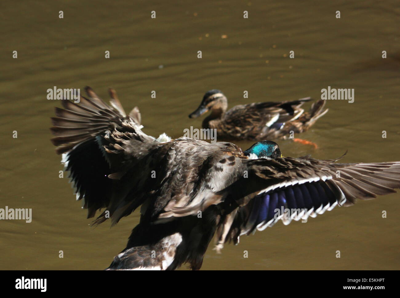 Ducks eye hi-res stock photography and images - Alamy