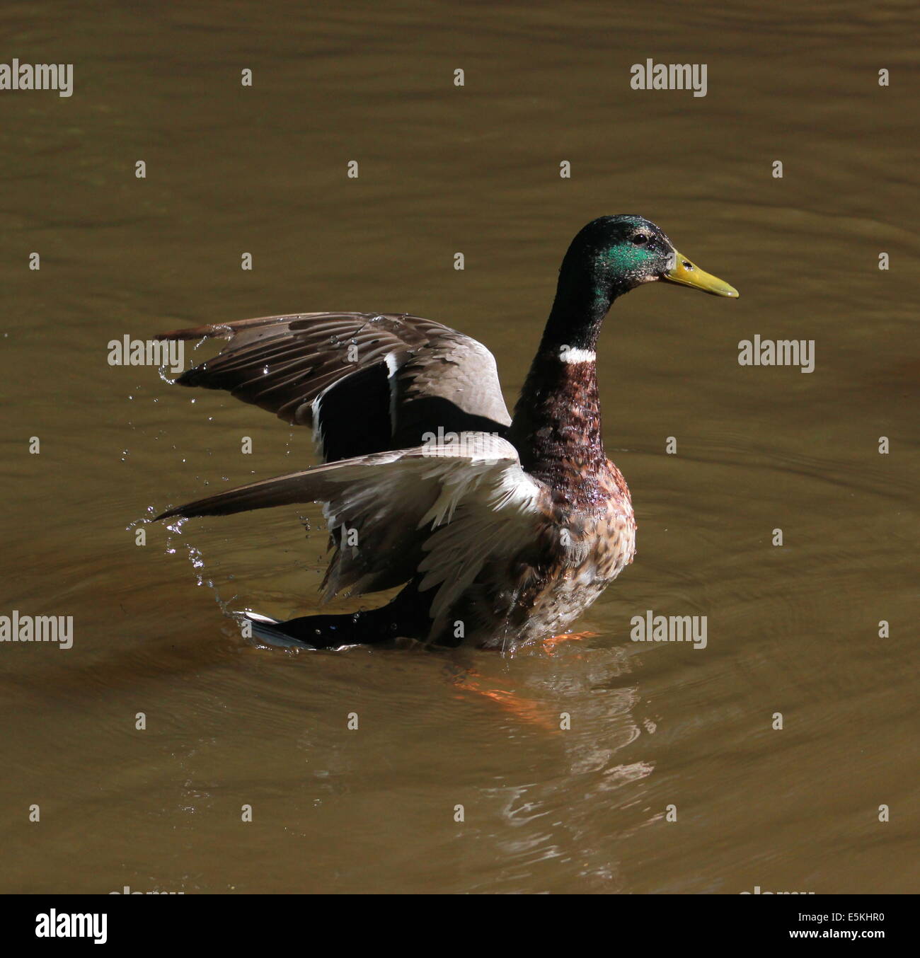 Flapping hi-res stock photography and images - Alamy