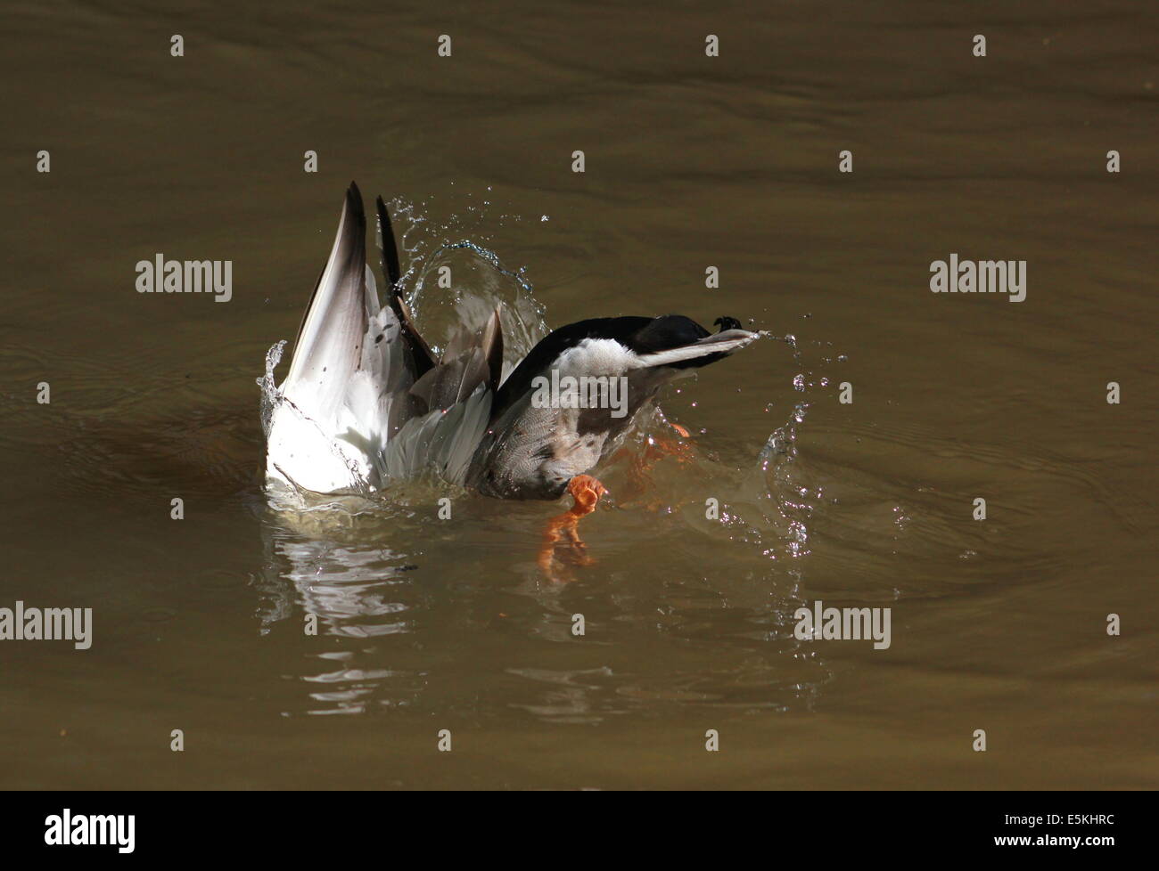 Mallard duck diving hi-res stock photography and images - Alamy