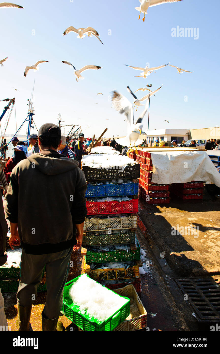 Very Busy Fishing Port,Atlantic Coast,some 250 Species,Fish Caught ...