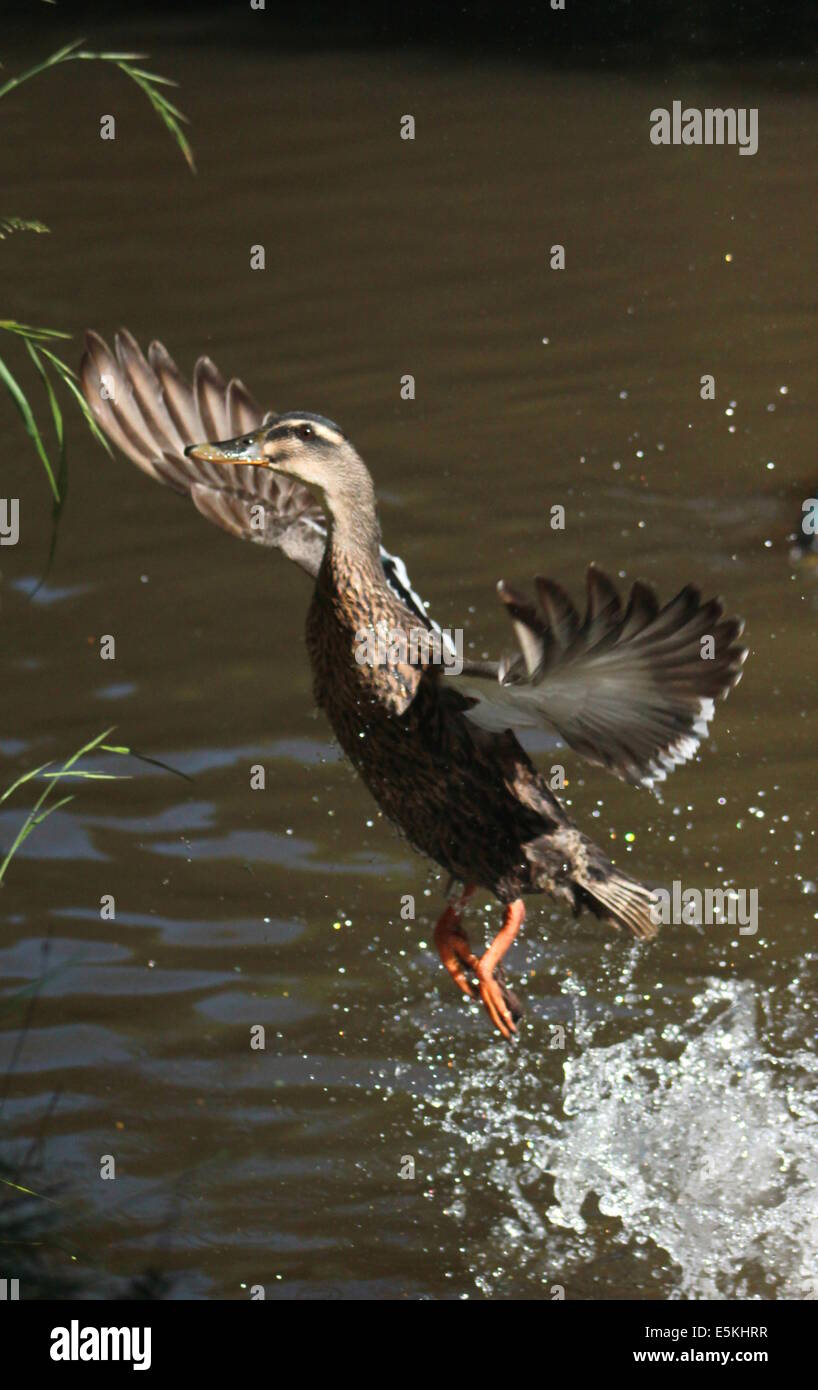 Mallard duck taking off from hi-res stock photography and images - Alamy