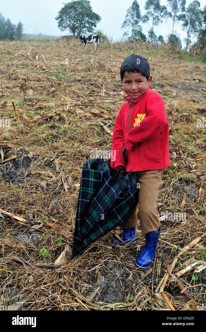 Cultivation of maiz hi-res stock photography and images - Alamy