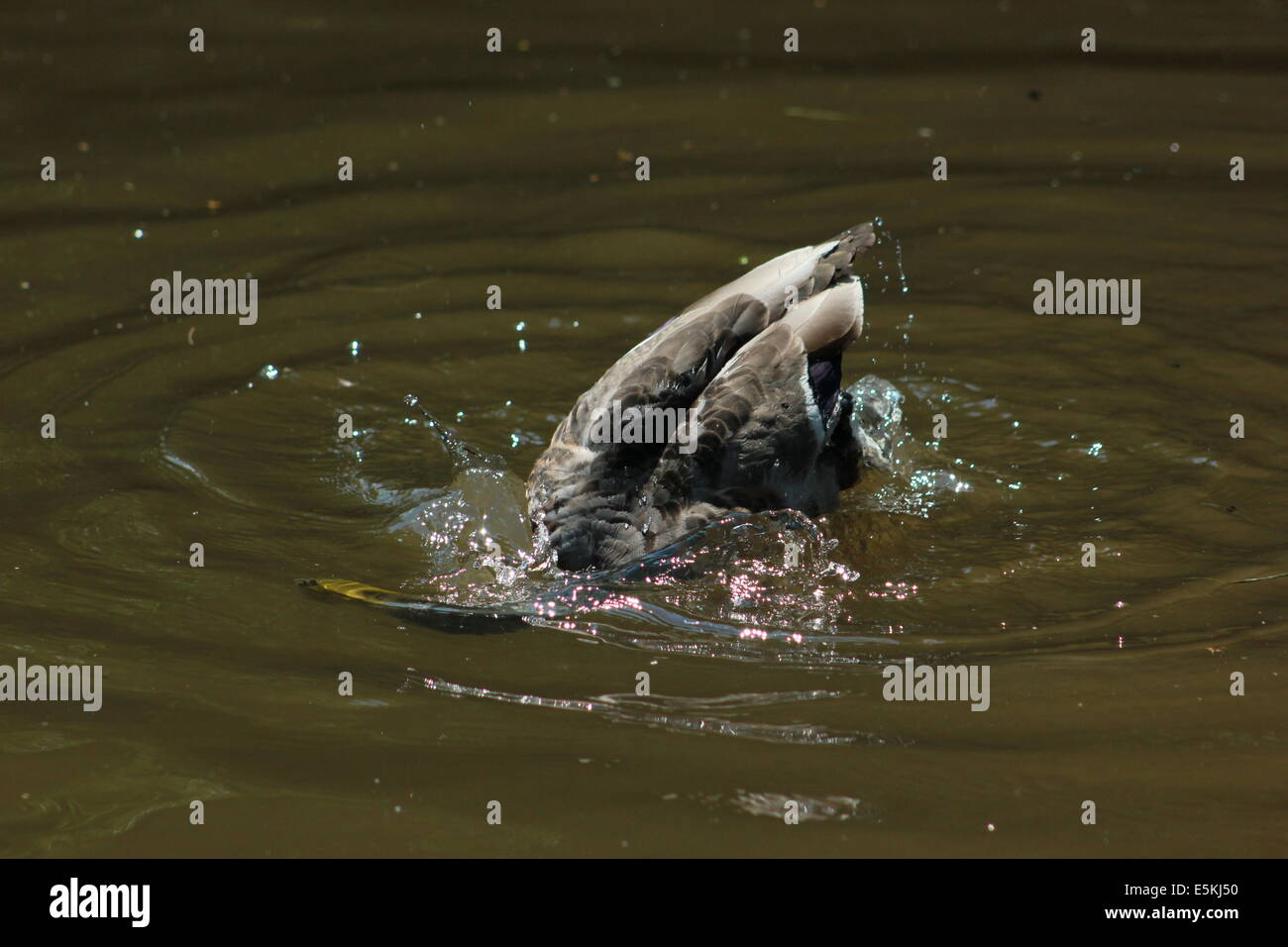 Mallard washing hi-res stock photography and images - Alamy