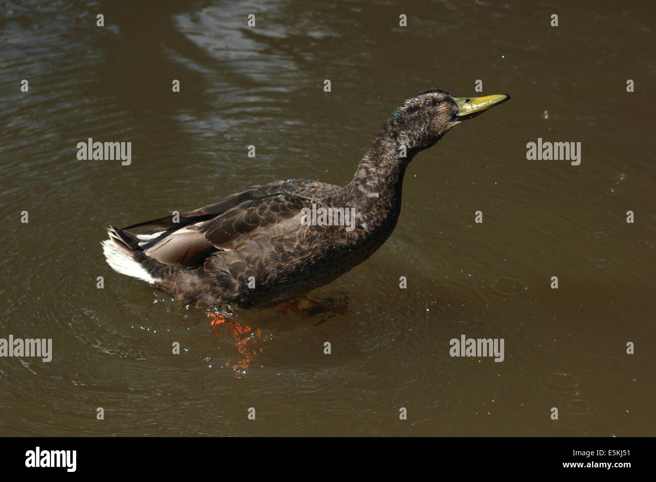Duck diving in canal hi-res stock photography and images - Alamy