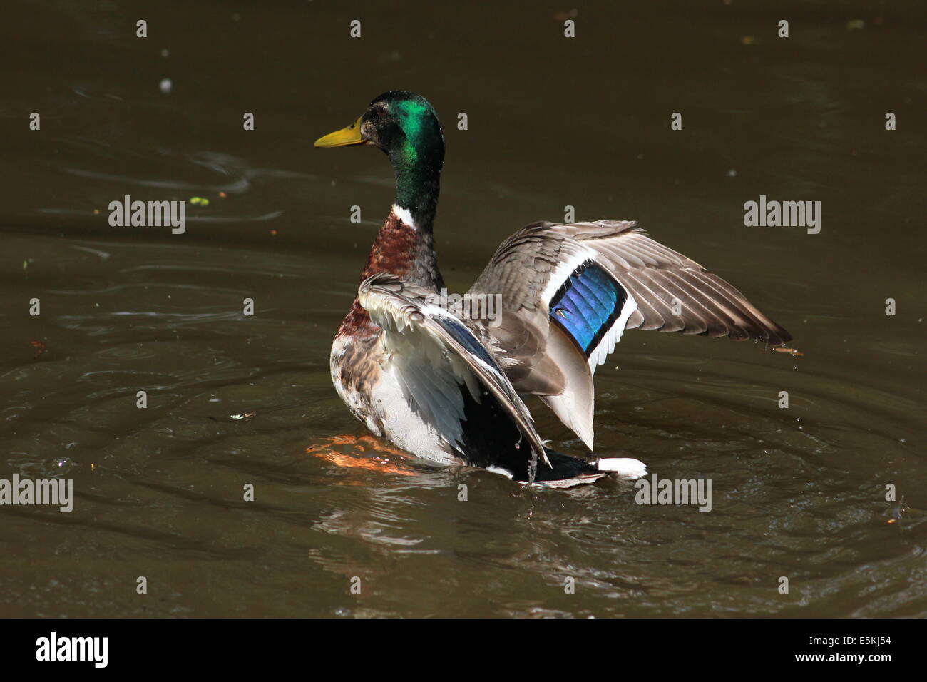 Washing duck hi-res stock photography and images - Alamy
