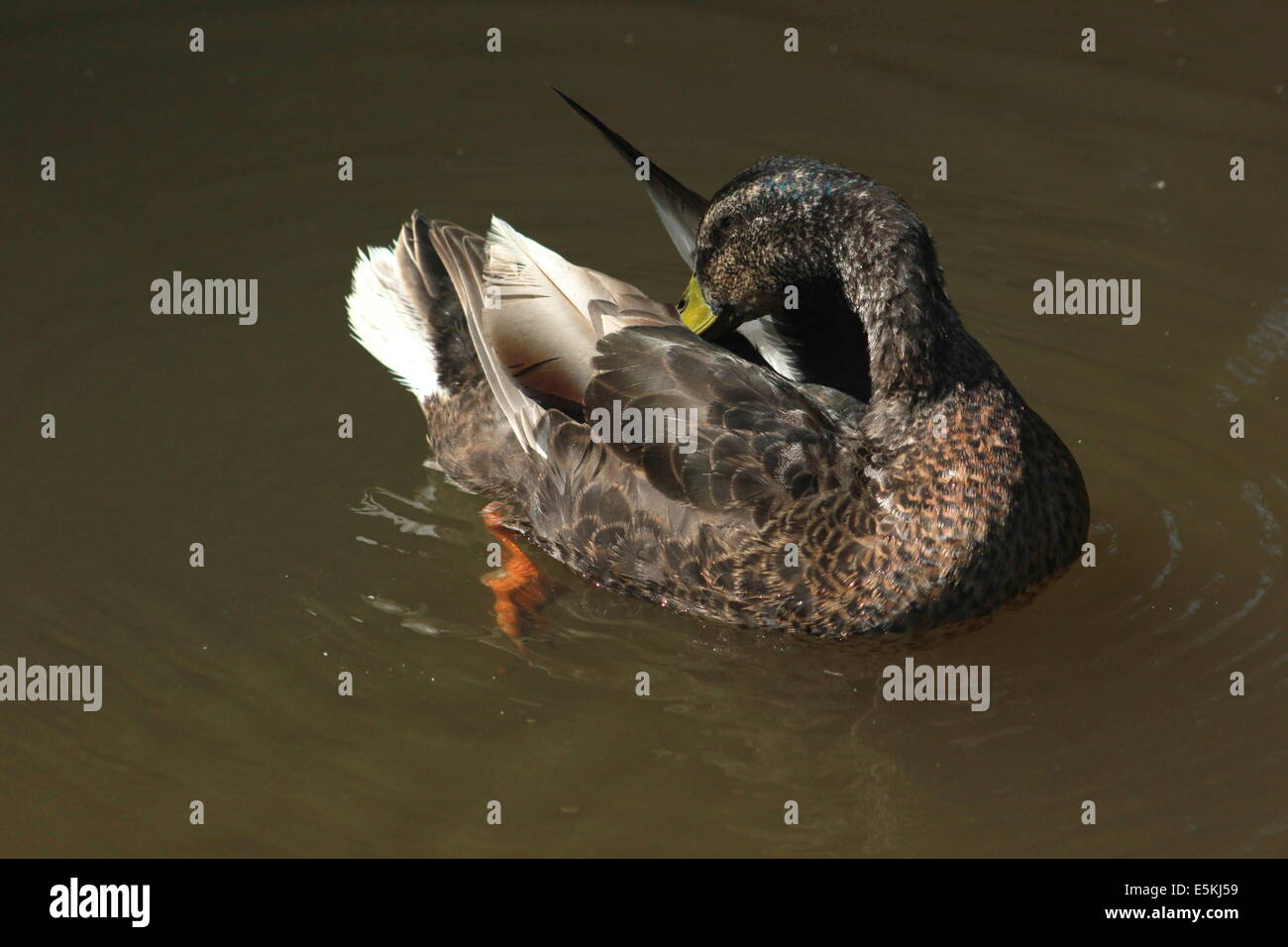 Duck diving in canal hi-res stock photography and images - Alamy