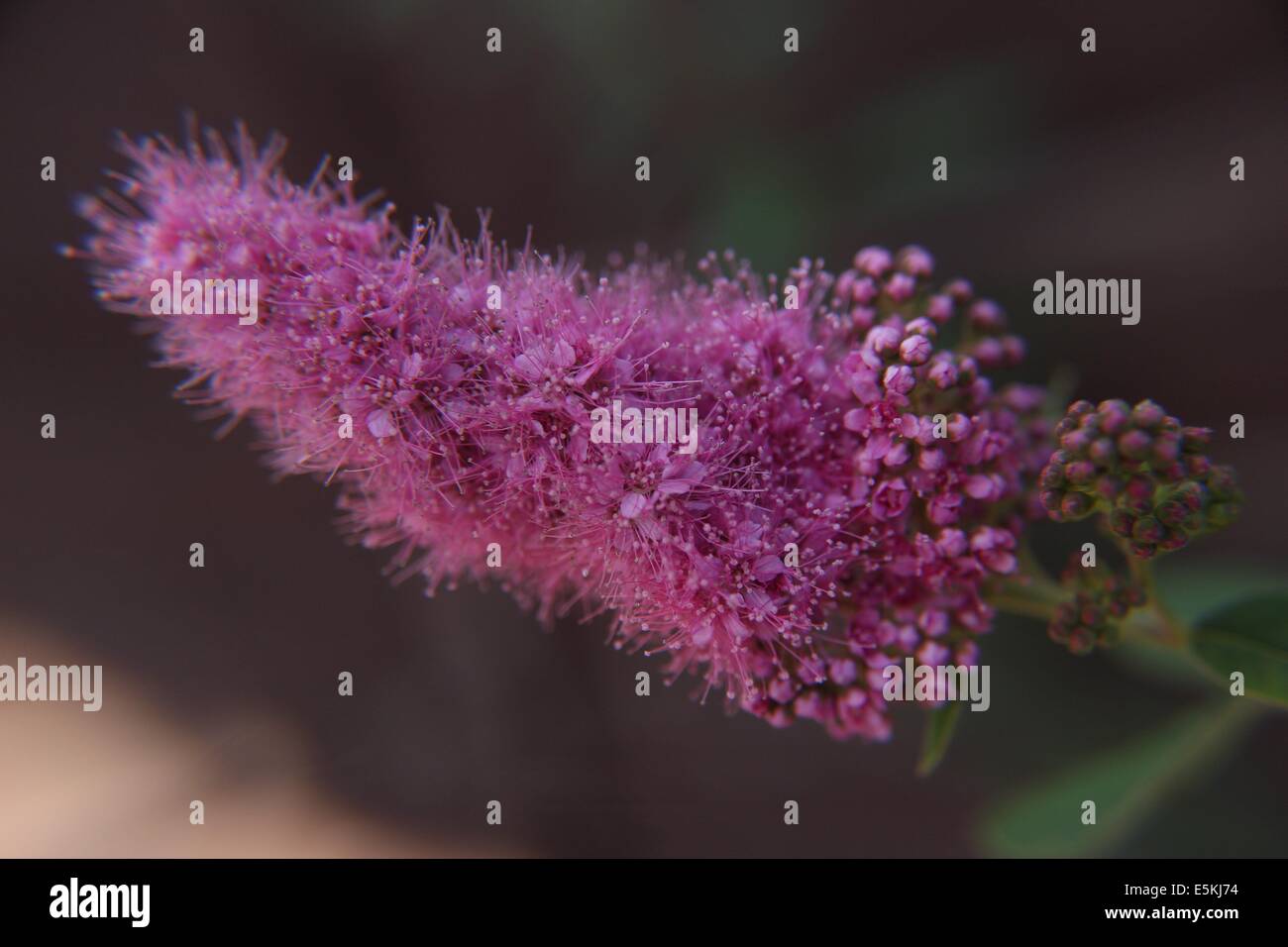 Pink buddleia flower hi-res stock photography and images - Alamy