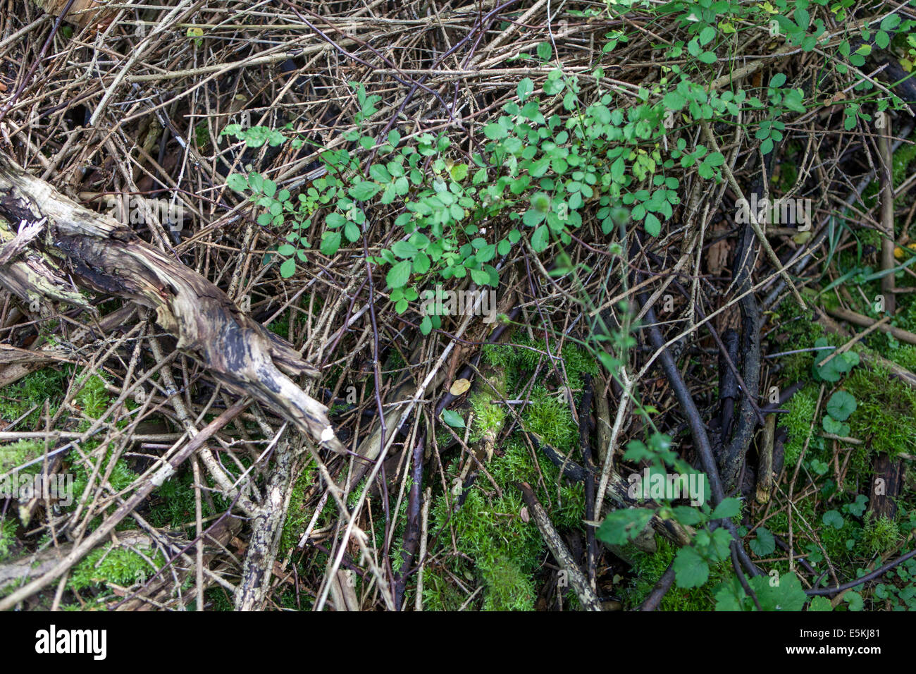 things decay in time Stock Photo - Alamy