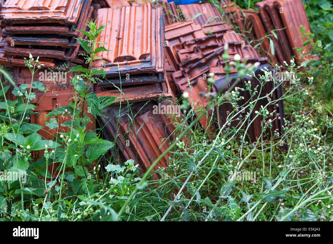 Decay in nature hi-res stock photography and images - Alamy