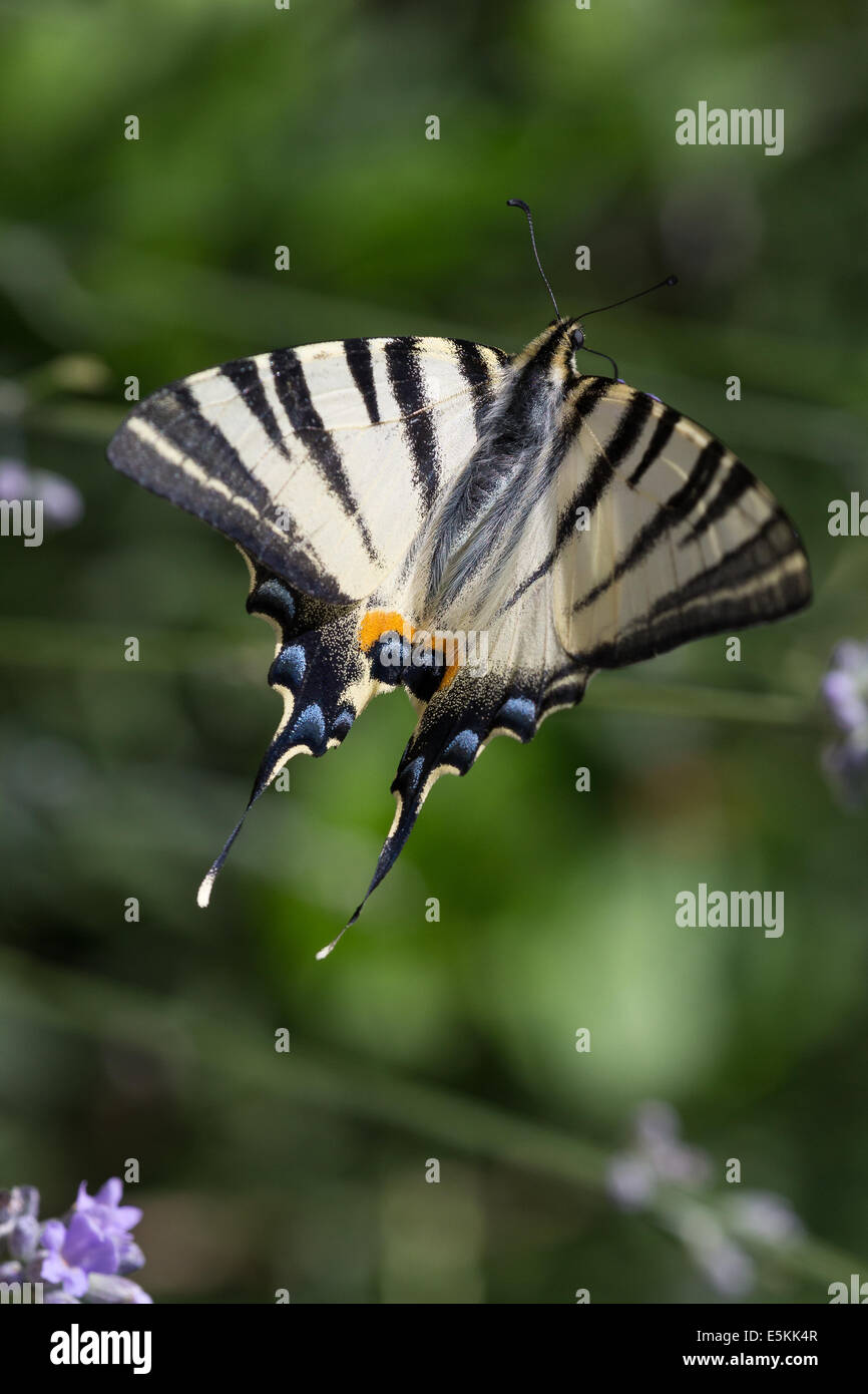 Scarce Swallowtail butterfly (Iphiclides podalirius) in flight between ...