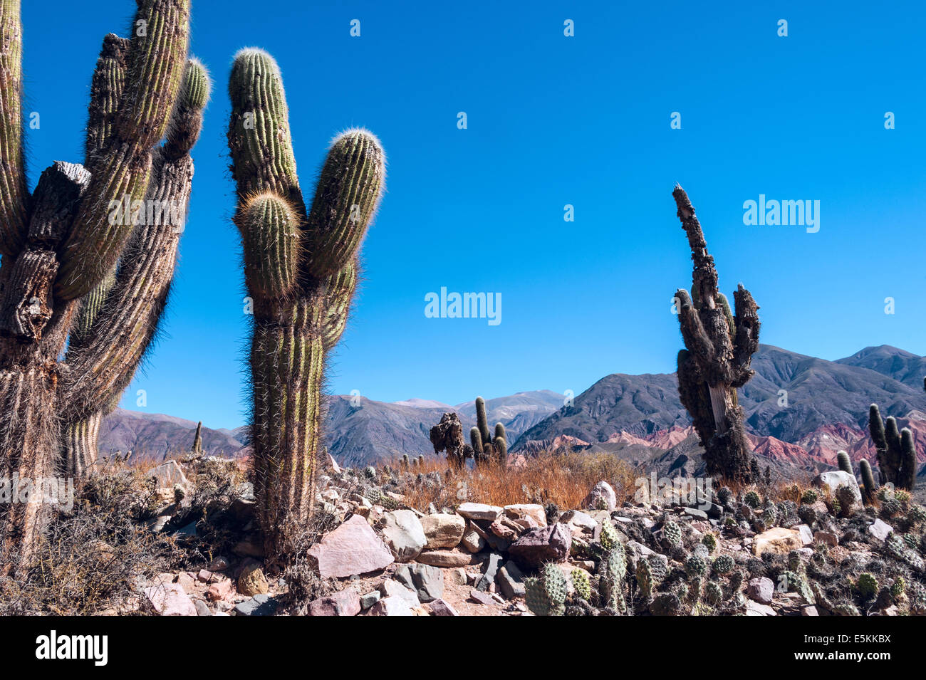 Colorful valley of Quebrada de Humahuaca, central Andes Altiplano ...