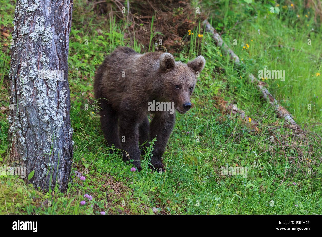 Romania ursus arctos hi-res stock photography and images - Alamy