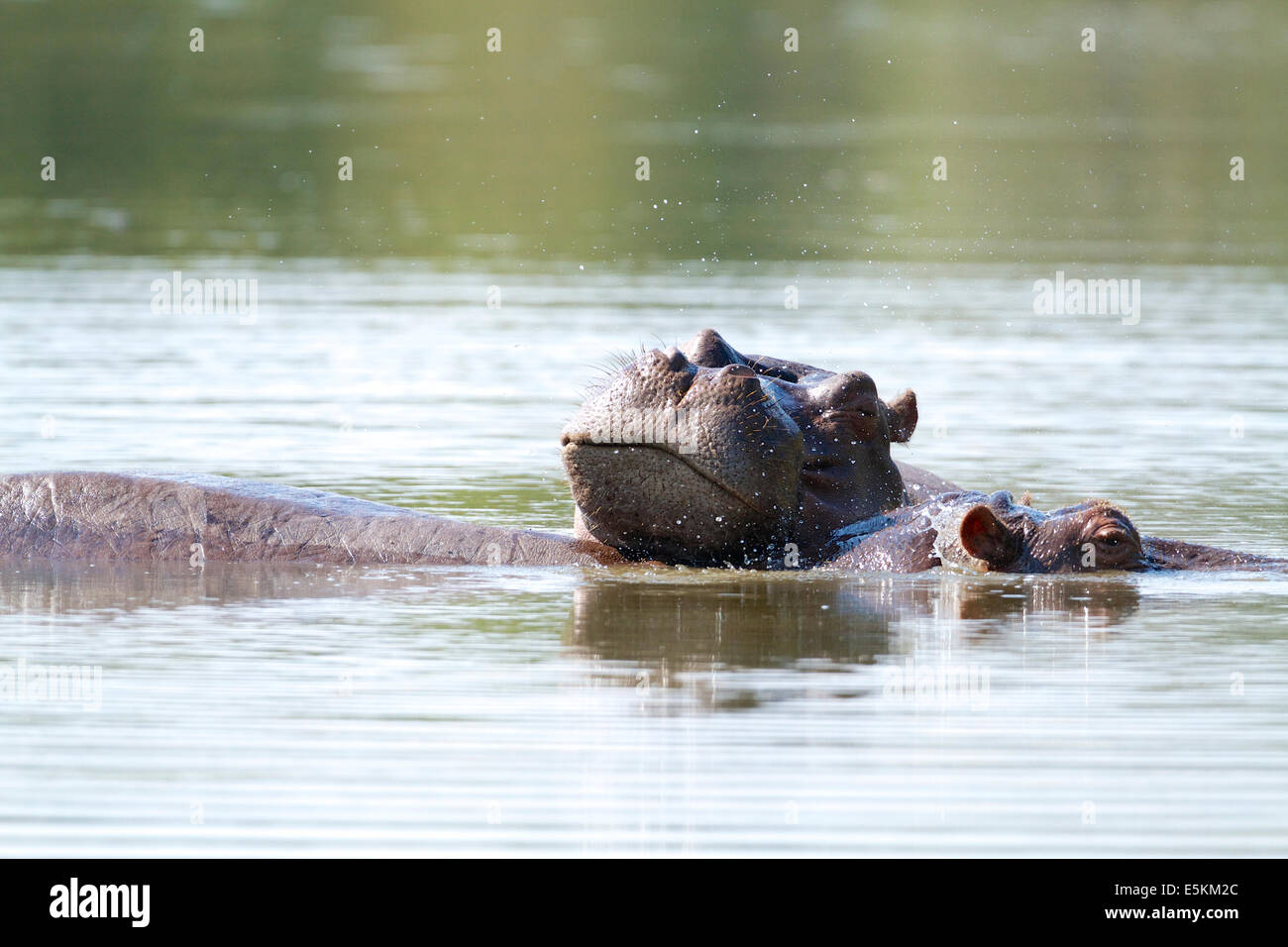 Hippo resting at Lake Panic in the Kruger National Park Stock Photo - Alamy