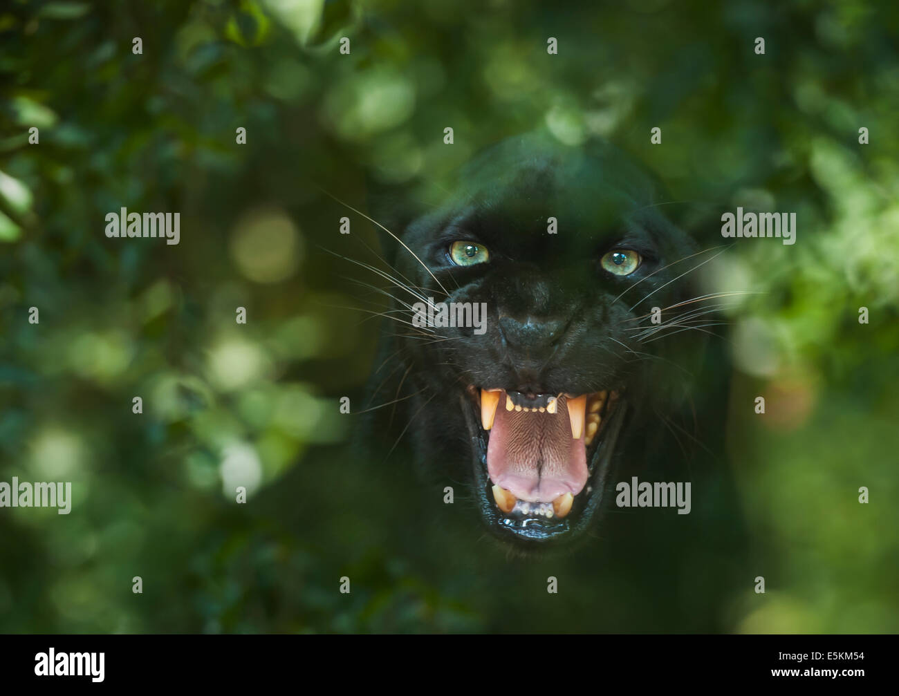 Black leopard hi-res stock photography and images - Alamy