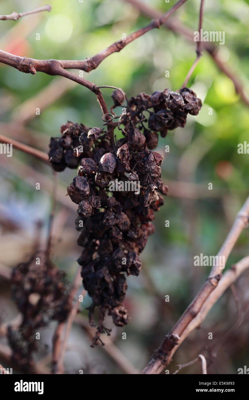 Bunch of rotten grapes Stock Photo - Alamy