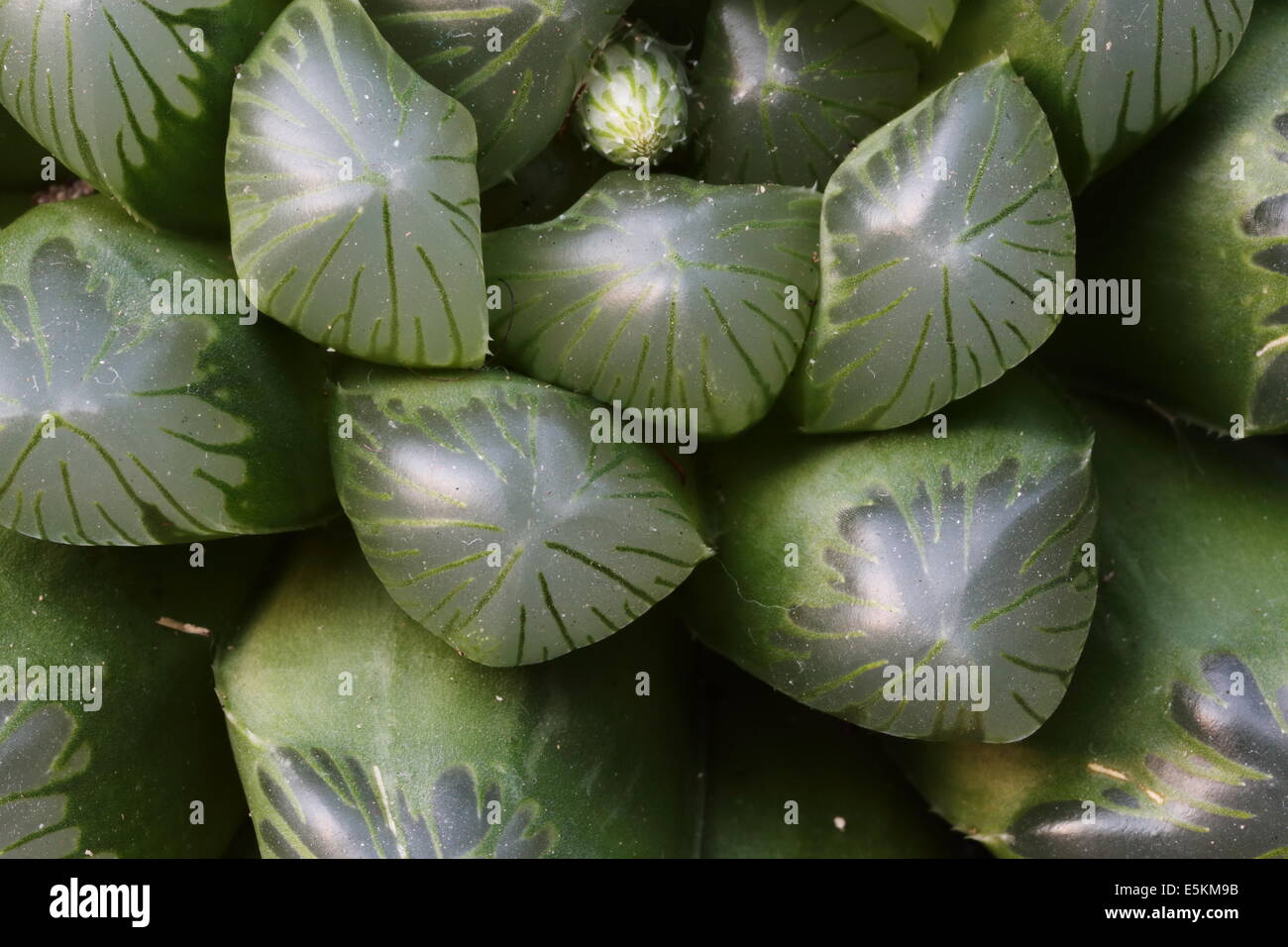 Close up of haworthia cooperi, an endemic South African succulent ...