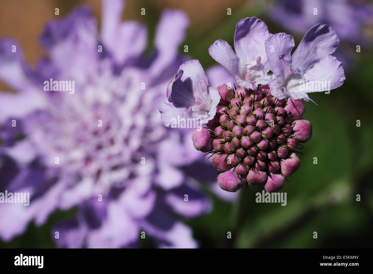 Fynbos Shrub High Resolution Stock Photography and Images - Alamy