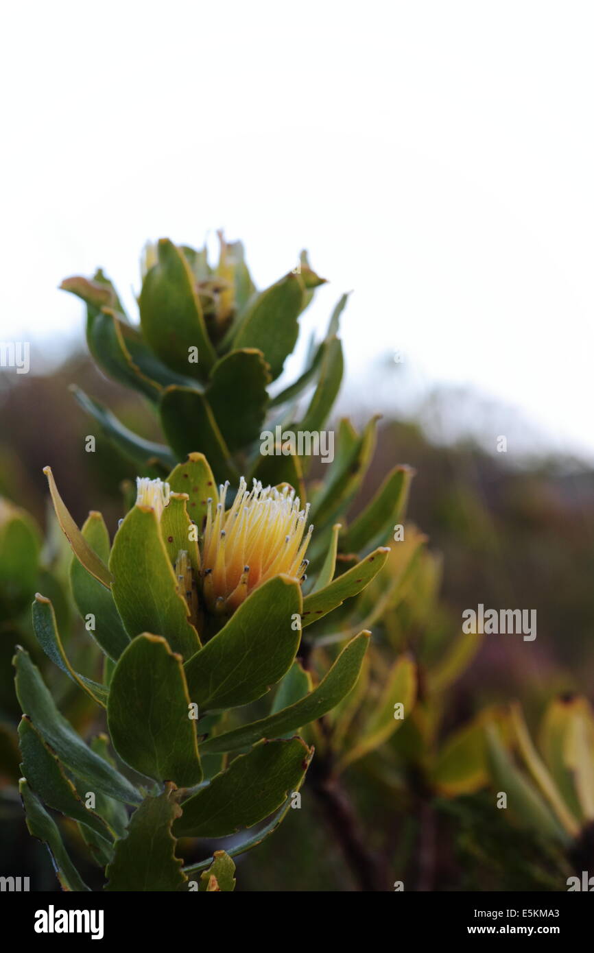 Leucospermum bushes in flower at the beginning of the flowering season ...