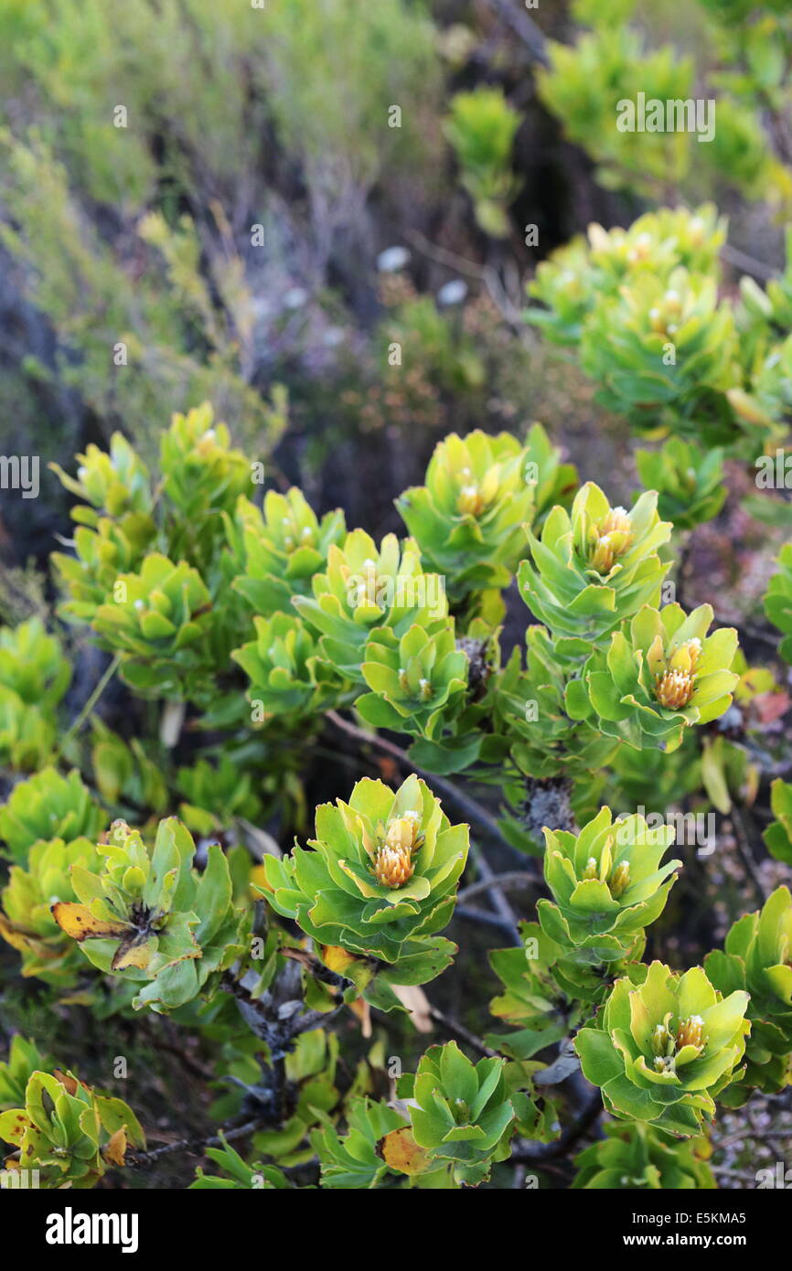 Leucospermum bushes in flower at the beginning of the flowering season ...