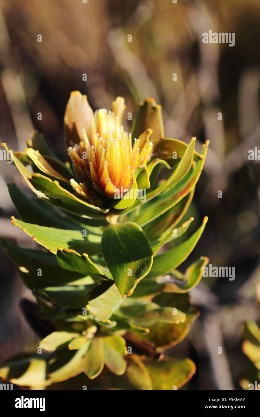 Leucospermum bushes in flower at the beginning of the flowering season ...