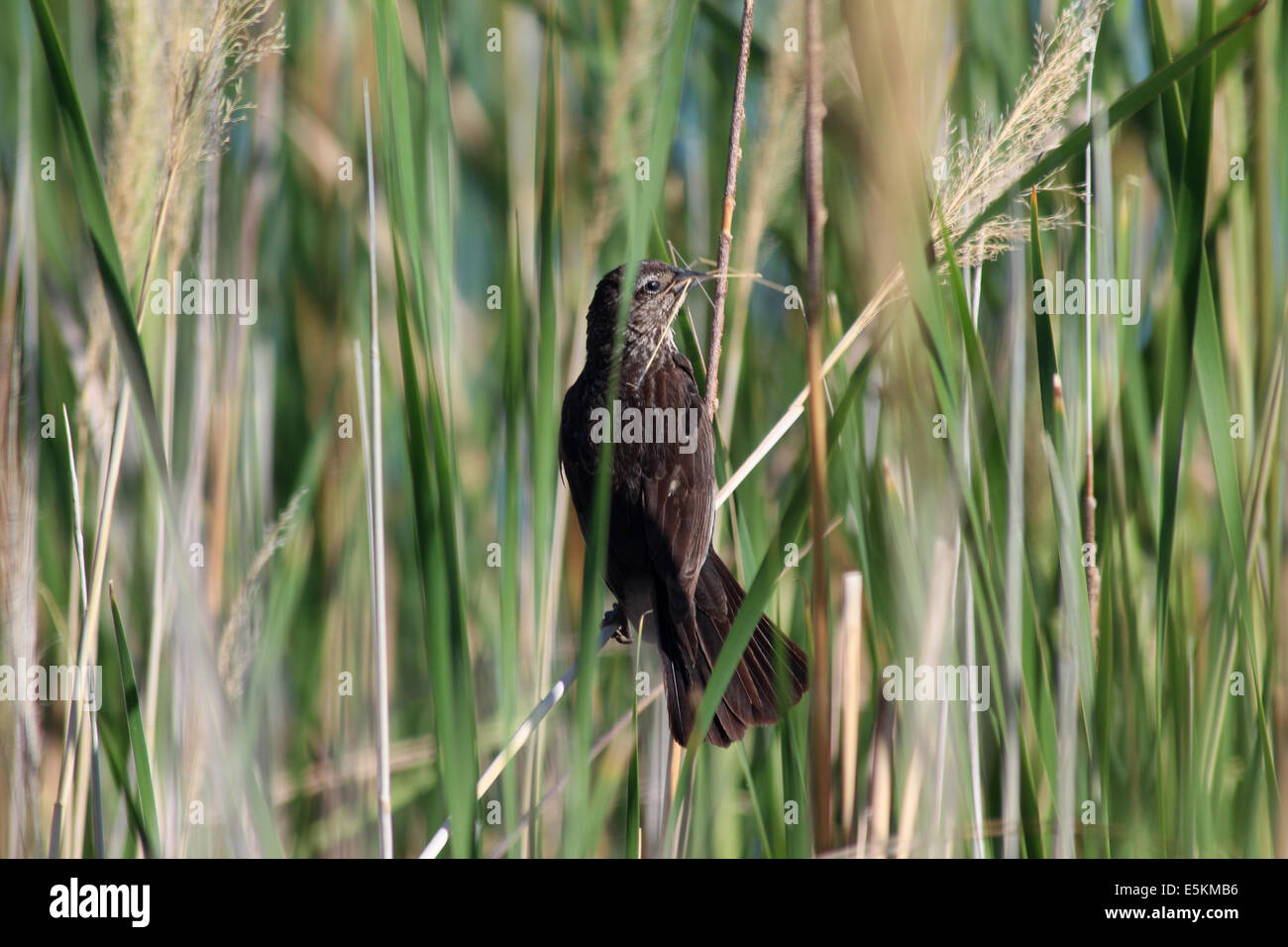Nesting bird hi-res stock photography and images - Alamy