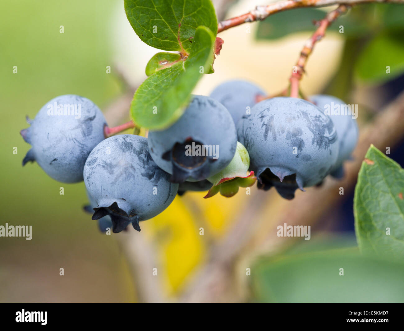 Northern Highbush Blueberries on the Bush. A cluster of fresh ripe ...