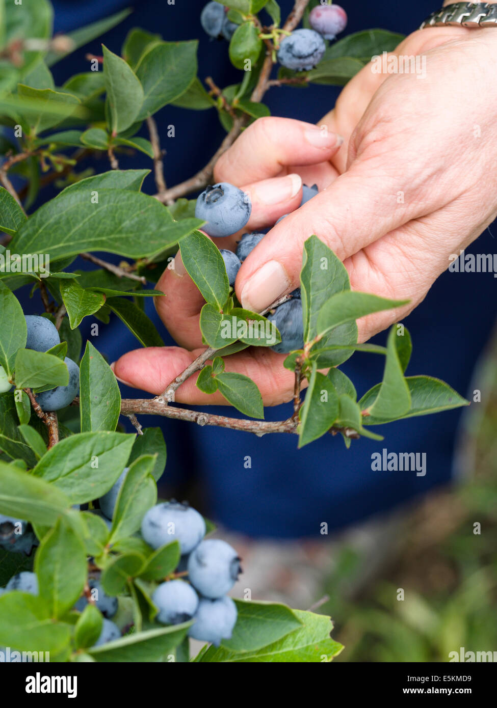 Blueberry picking hi-res stock photography and images - Alamy