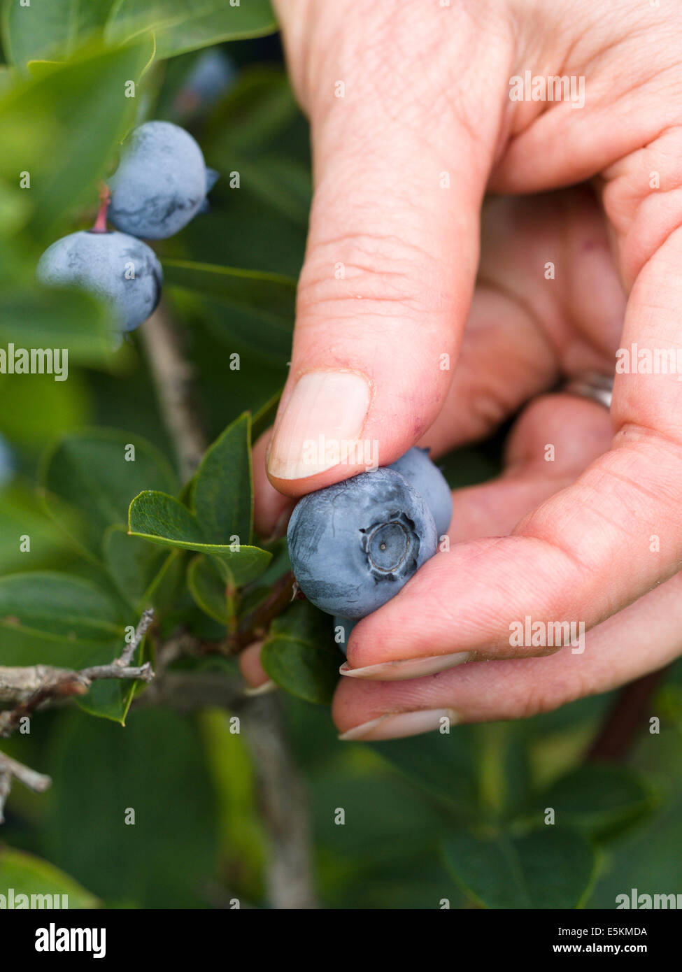 Picking Highbush Blueberries. The hand of a woman picking and choosing ...