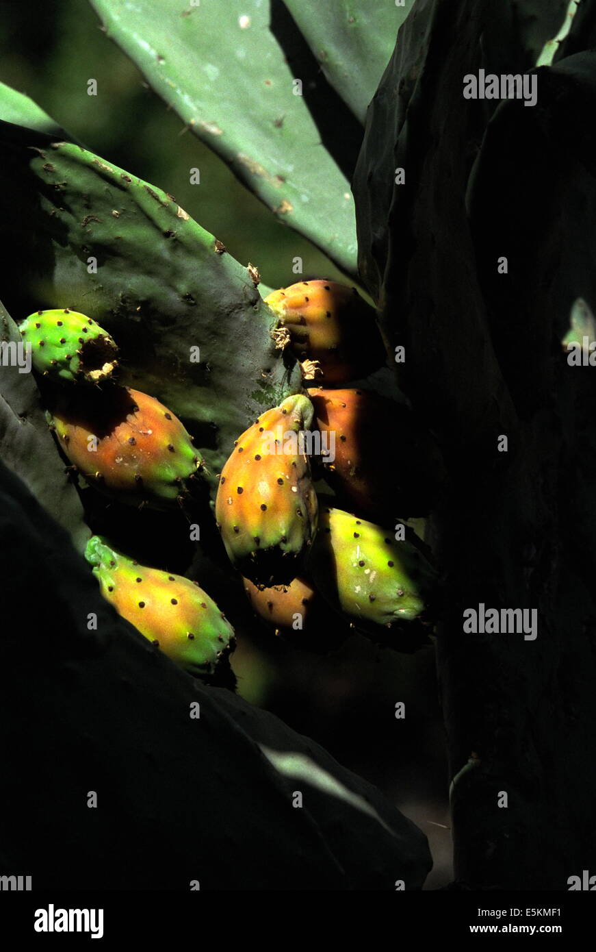 ANOGYRA, CYPRUS. PRICKLY PEARS RIPENING IN THE MEDITERRANEAN SUNLIGHT ...