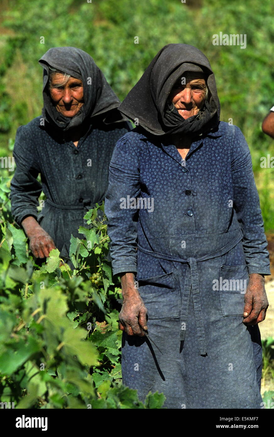 LEMONA, CYPRUS. GRAPEPICKERS IN THE VINEYARDS.PHOTO:JONATHAN EASTLAND ...