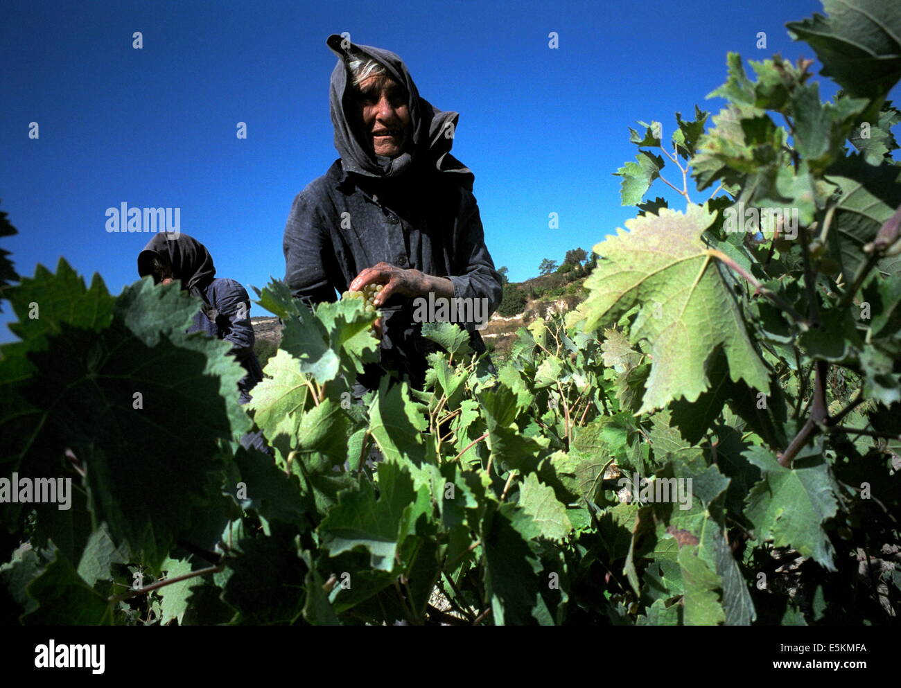 AJAXNETPHOTO. LEMONA, CYPRUS. GRAPE PICKERS IN THE VINEYARDS.PHOTO ...