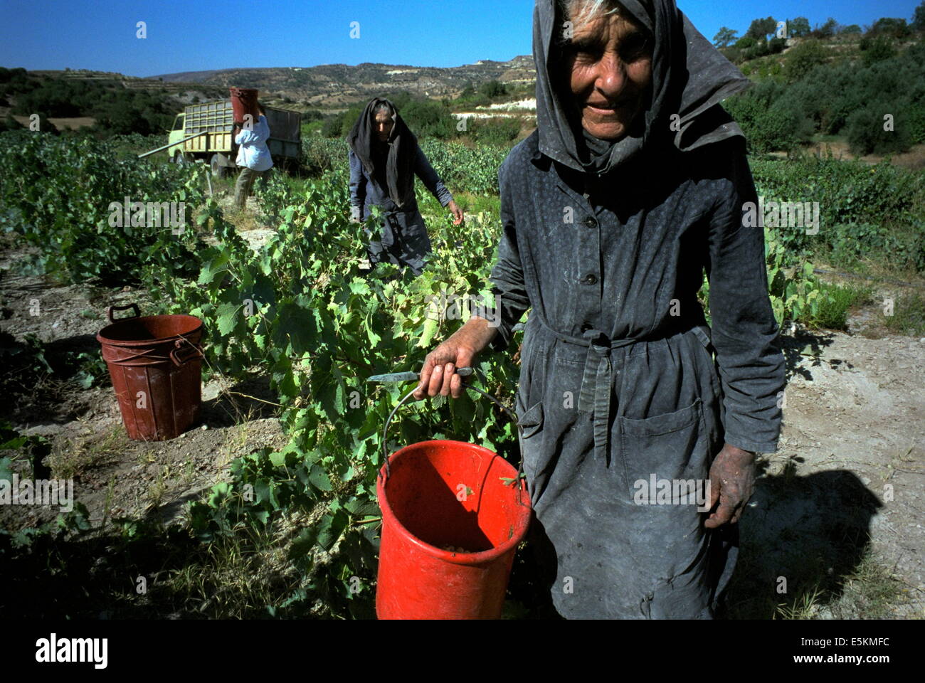 AJAXNETPHOTO. LEMONA, CYPRUS. GRAPE PICKERS IN THE VINEYARDS.PHOTO ...