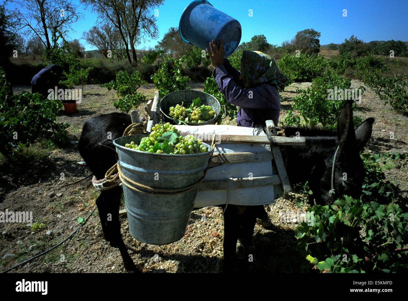 AJAXNETPHOTO. LEMONA, CYPRUS. HARVESTING WHITE GRAPES IN THE VINEYARDS ...