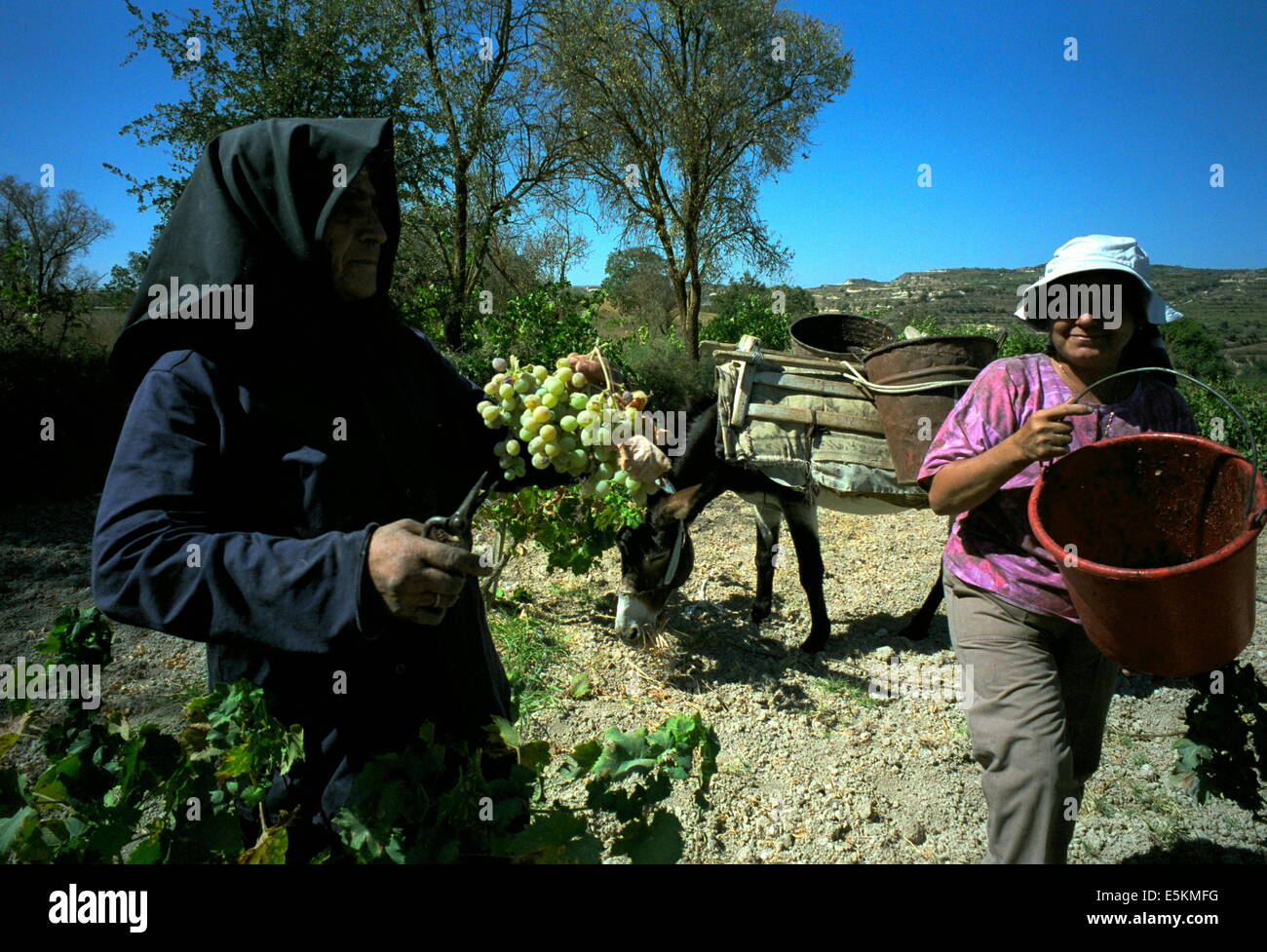 AJAXNETPHOTO. LEMONA, CYPRUS. HARVESTING WHITE GRAPES IN THE VINEYARDS ...