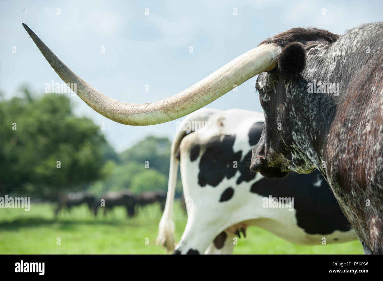Texas Longhorn cattle Stock Photo - Alamy