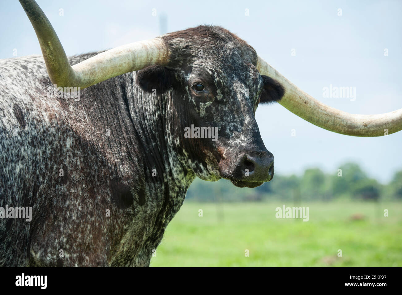 Texas Longhorn cattle Stock Photo - Alamy