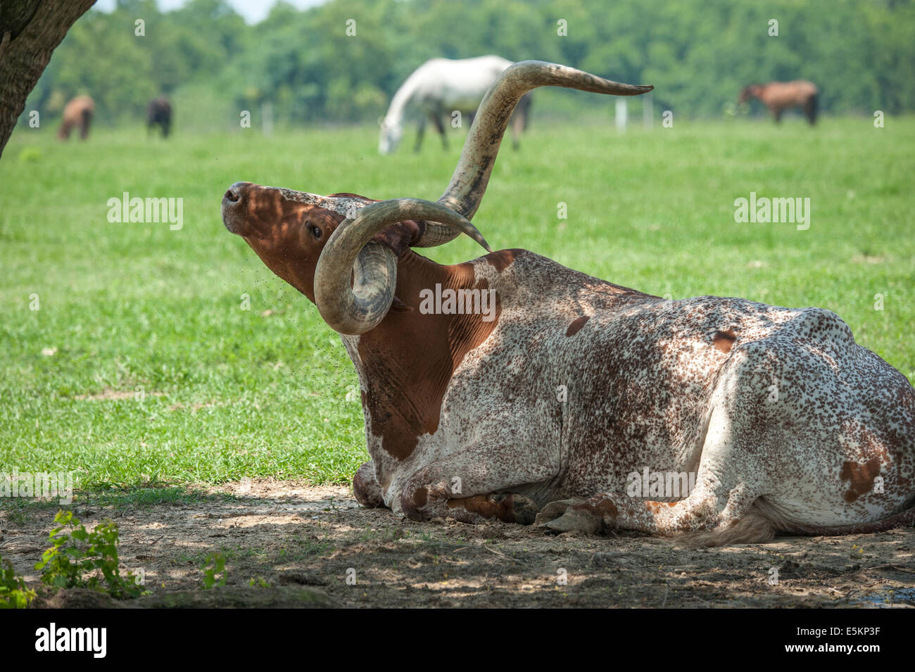 Watusi Longhorn Cross Cattle