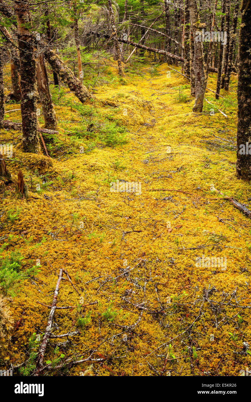 moss covered forest floor Stock Photo - Alamy
