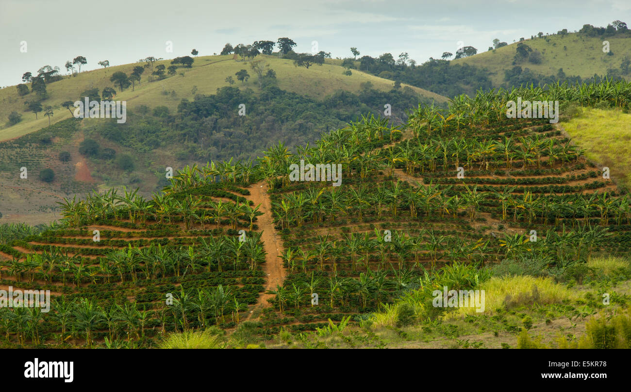 Banana and Coffee plantation in the same area Stock Photo - Alamy