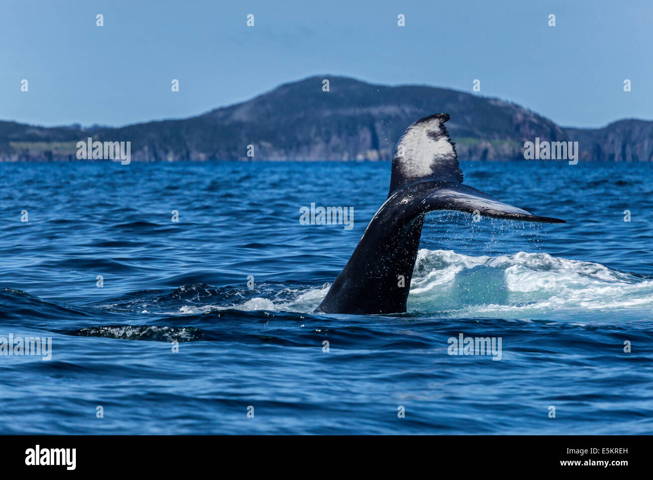 Whale tale hi-res stock photography and images - Alamy