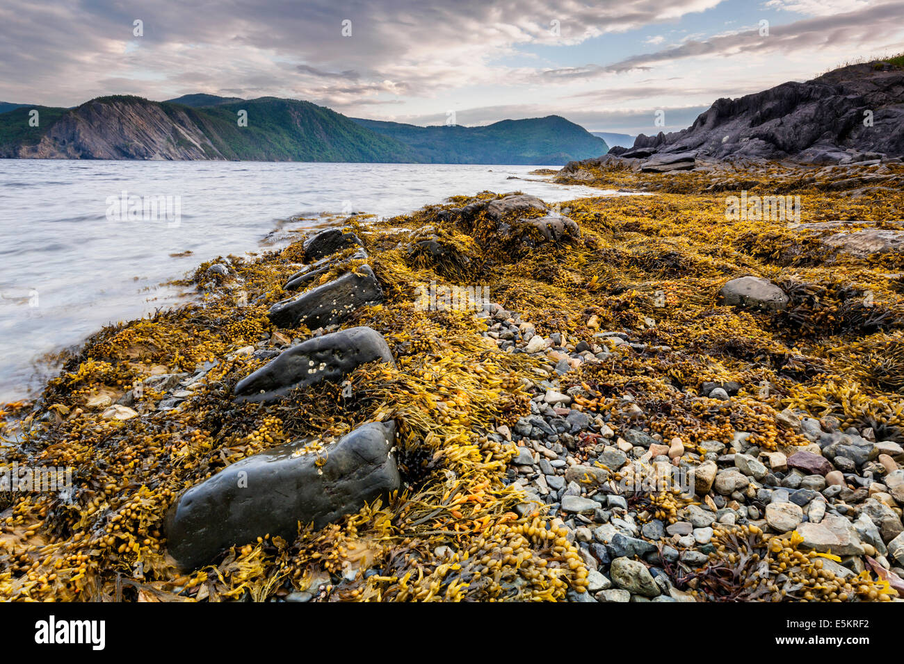 Newfoundland sea hi-res stock photography and images - Alamy