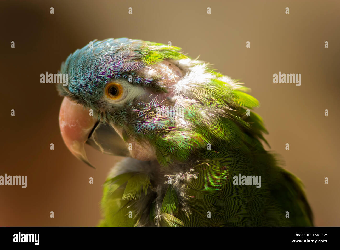 Baby green parrot hi-res stock photography and images - Alamy