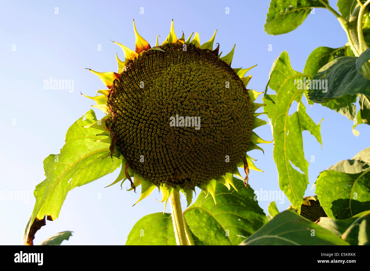 Shining sunflower hi-res stock photography and images - Alamy