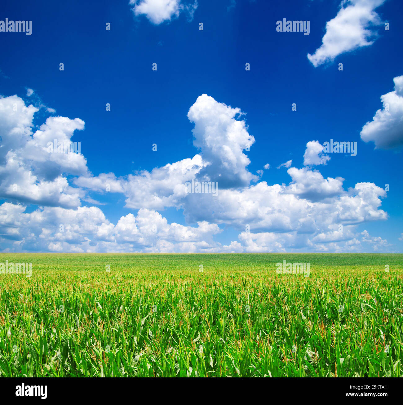 green field and blue sky Stock Photo - Alamy