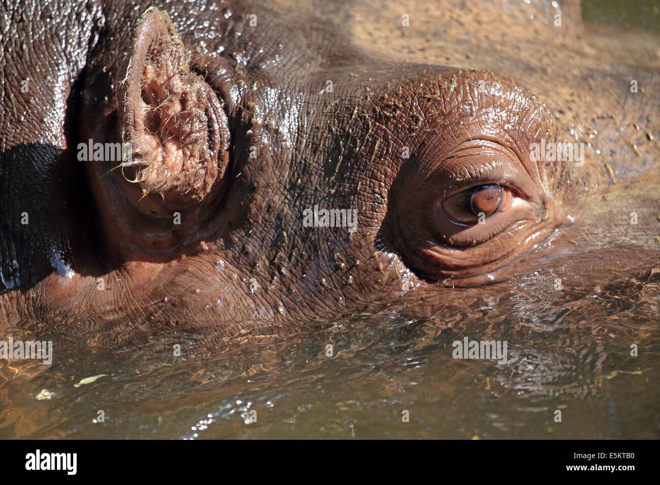 Details of the face of a hippopotamus (Hippopotamus amphibius) in the ...