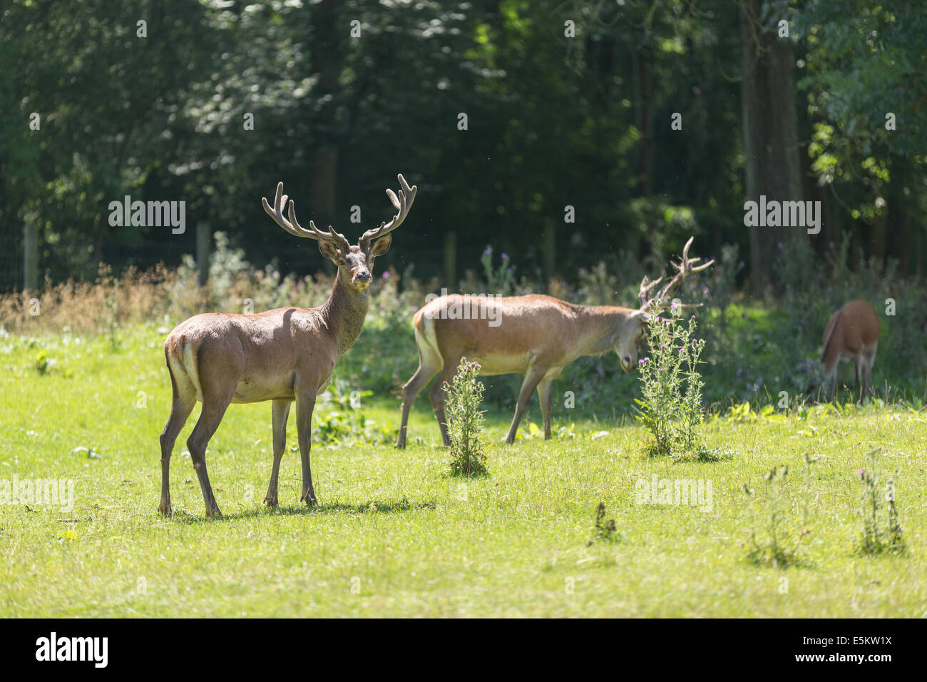 Ruminating animals hi-res stock photography and images - Alamy