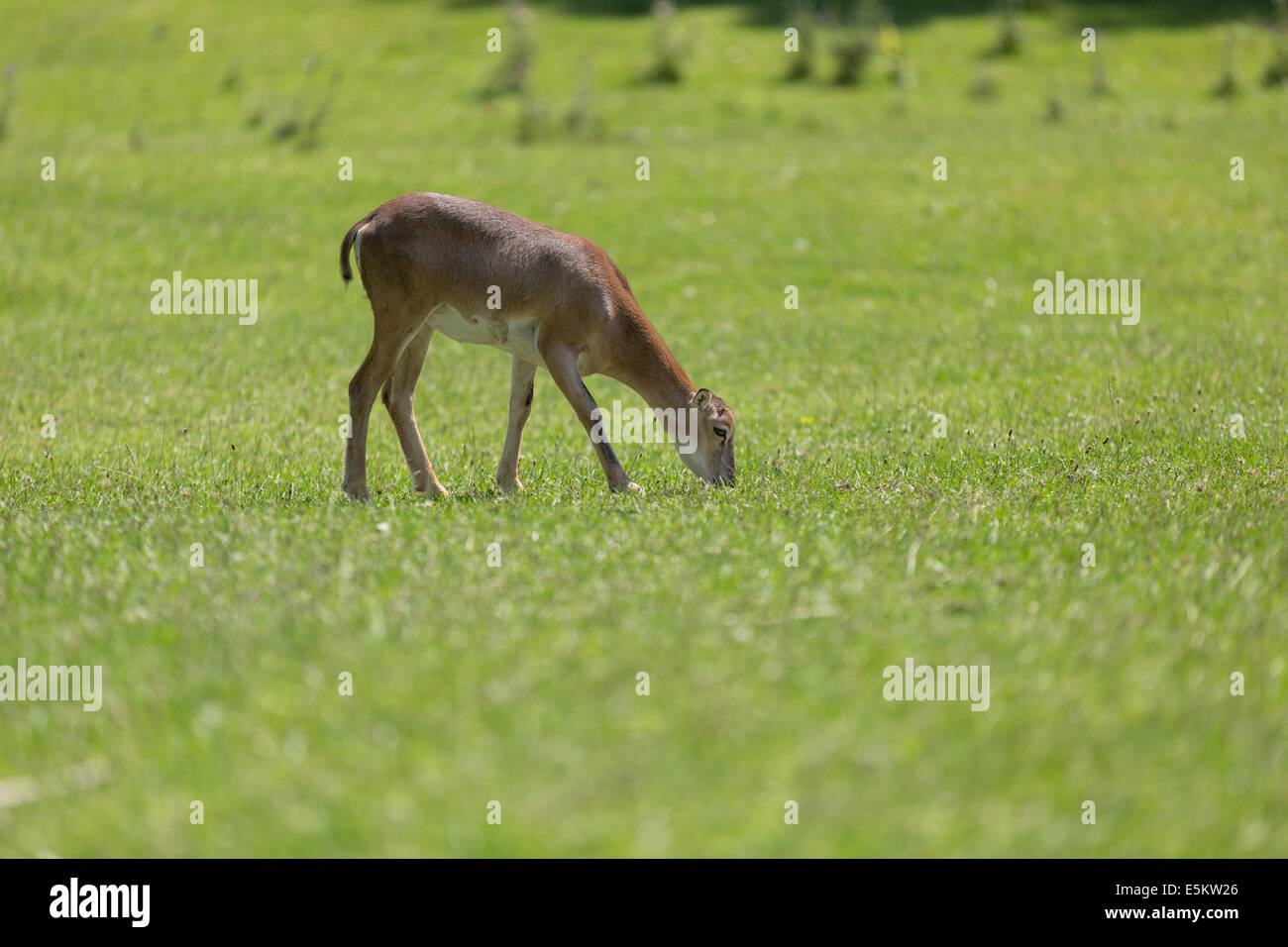 Short horned sheep hi-res stock photography and images - Alamy