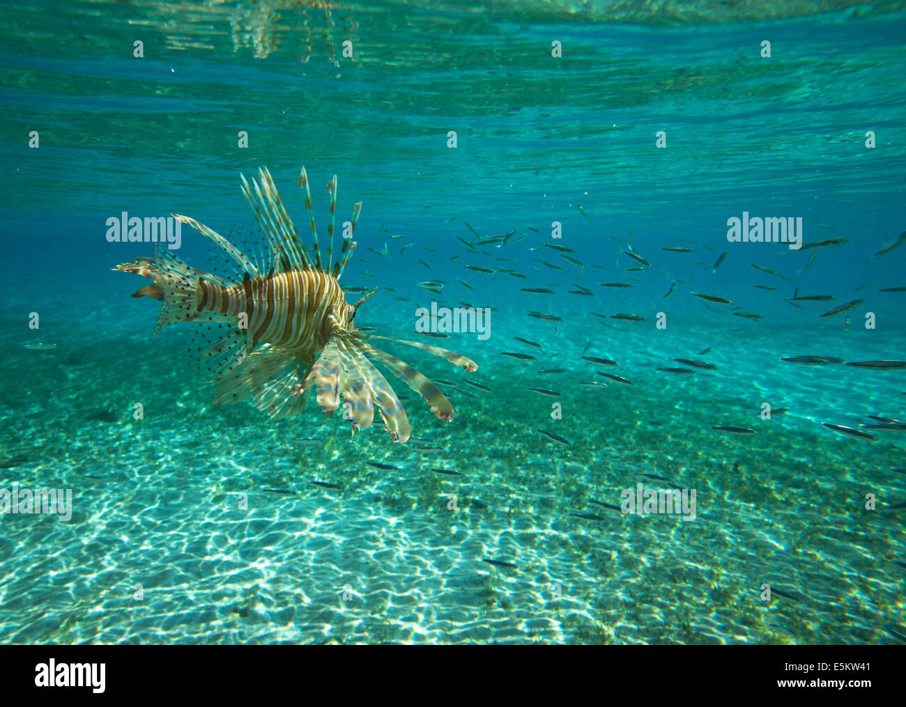 Lion fish swimming under water Stock Photo - Alamy